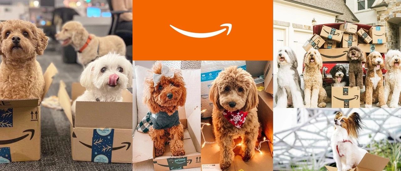 Dogs of Amazon｜“主人，我来陪你上班啦！”_大数跨境｜跨境从业者专属的媒体平台