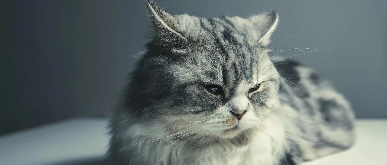 首次将业务拓展至宠物，诺纳生物与Invetx达成战略合作- 大数跨境