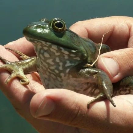 牛蛙泛滥，加国政府批准可抓可吃: 吃货们快来帮帮忙! 干锅还是爆炒，老外懵了- 大数跨境
