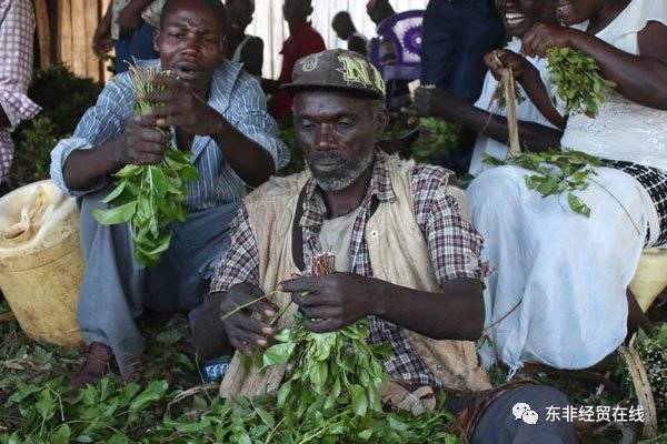 肯尼亚恢复向索马里出口“东非罂粟”Miraa- 大数跨境
