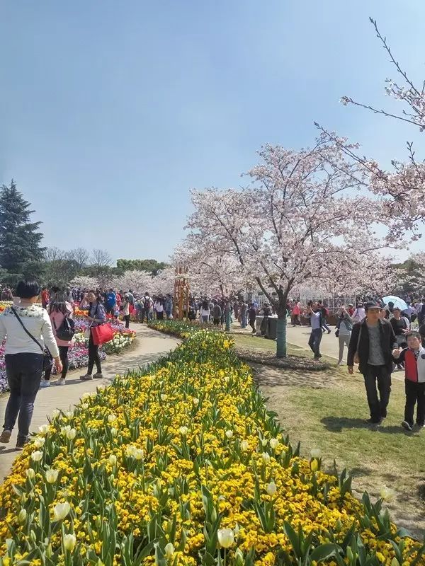 iPayLinks春季赏花大赛- 大数跨境