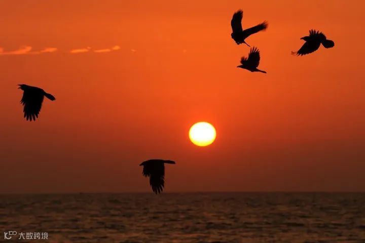 斯里兰卡入境全解析：从落地到通关的每一步骤，附入境卡填写指南、禁带物品清单及常见问题答疑- 大数跨境