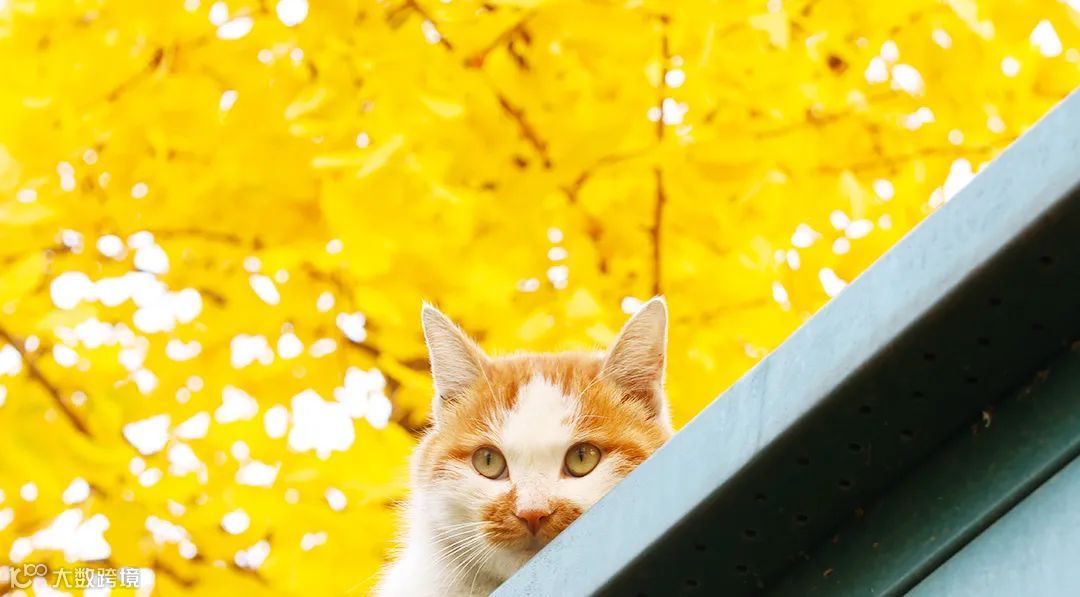 PO、PI、CI、PL 的区别- 大数跨境