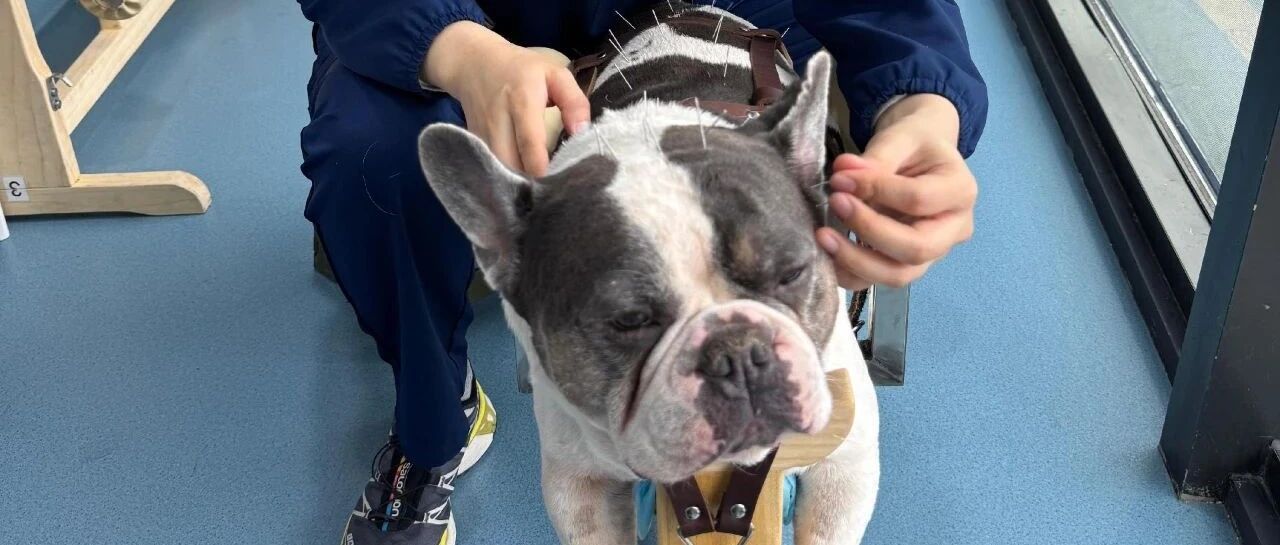 TCM for pets: the ancient cure for modern health“宠”爱有“方”：萌宠也能看中医- 大数跨境