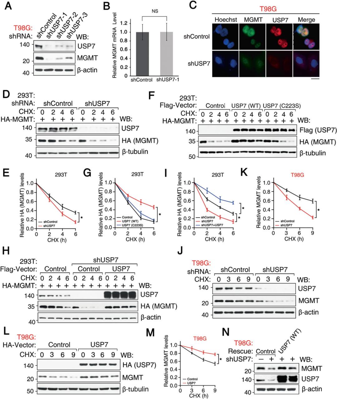 USP7通过稳定MGMT蛋白表达促进胶质母细胞瘤对替莫唑胺的耐药性- 大数跨境