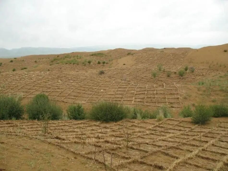 光伏板下养羊？青海塔拉滩破解世界级难题，外国专家来“抄作业”- 大数跨境