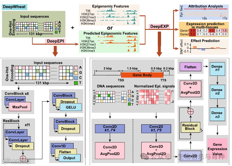【国科科技港】中国农科院发布DeepWheat：用AI精准预测小麦基因表达与调控- 大数跨境