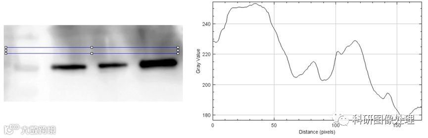 ImageJ | Western Blot 条带定量分析正确方法- 大数跨境